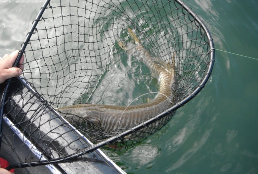 Muskie Fishing Tips
