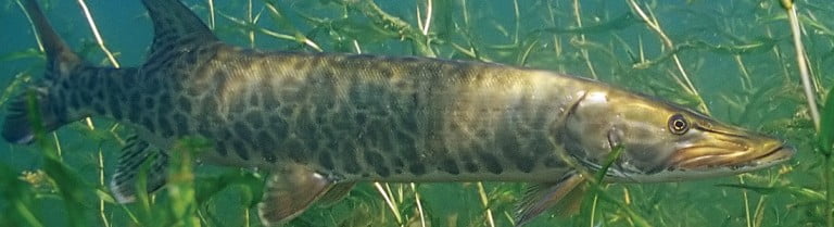 Fun Musky Fish Facts That Will Blow Your Mind