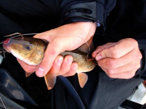 Unleash the Beast: 10 Best Musky Lures You Need to Try NOW!